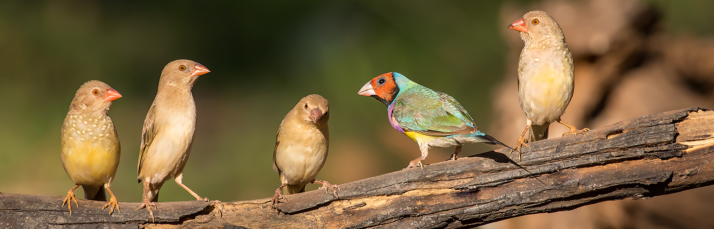 Star Finch,Gouldian Finch (Image ID 29868)