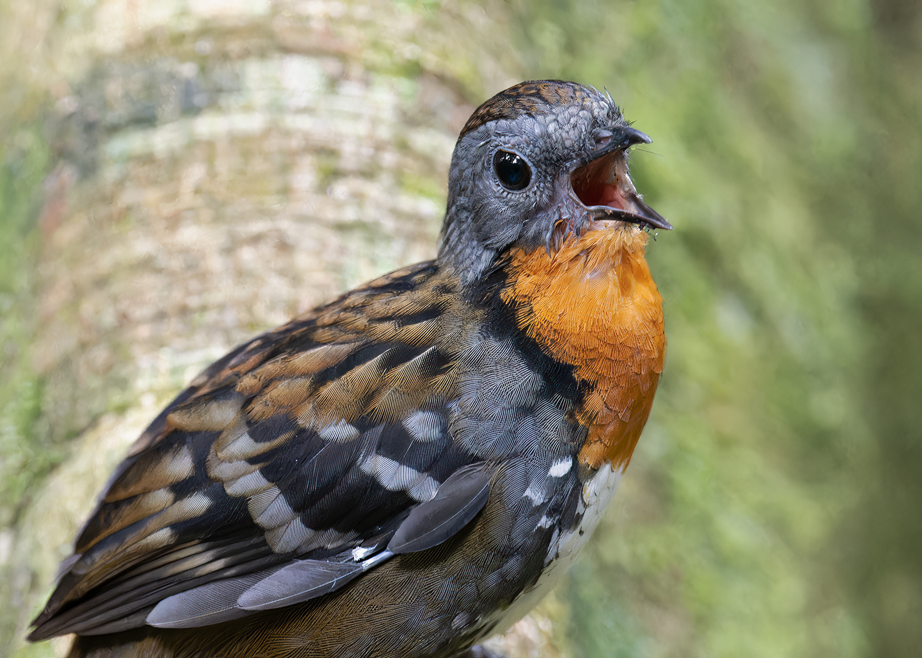 Australian Logrunner (Image ID 56351)