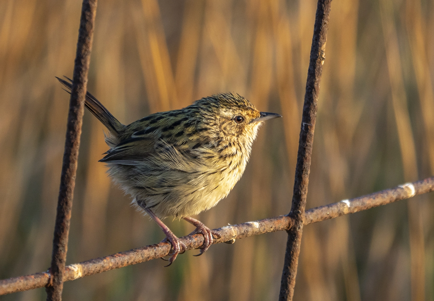 Image 62288 of Striated Fieldwren by Larissa Hill