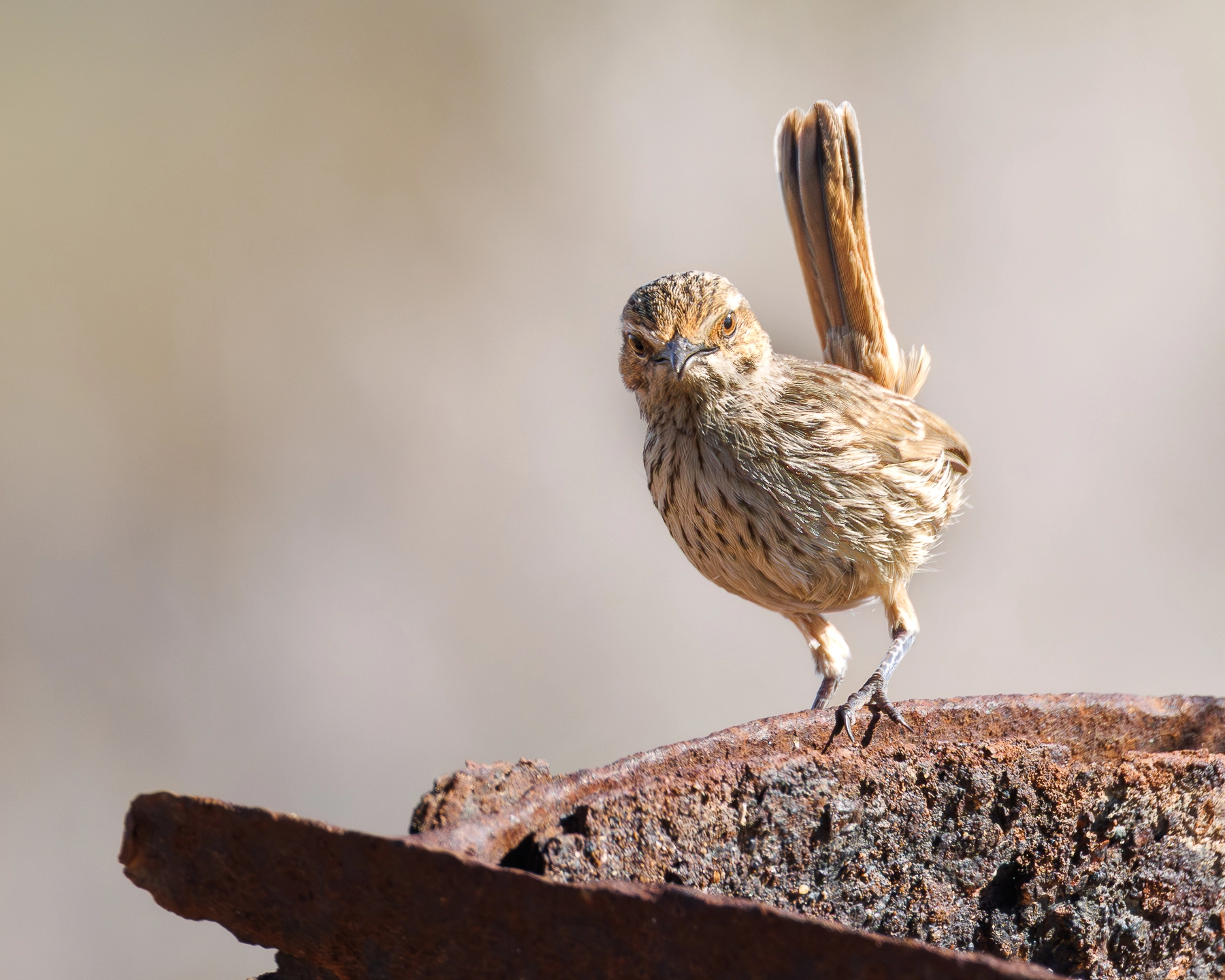 Image 71812 of Rufous Fieldwren by Leigh Reeves